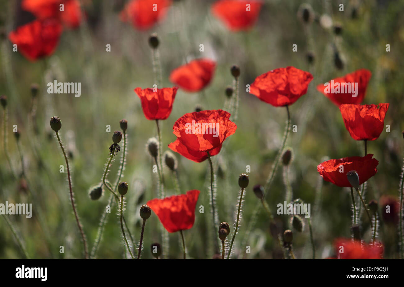 Red beautiful wild poppies hi-res stock photography and images - Alamy