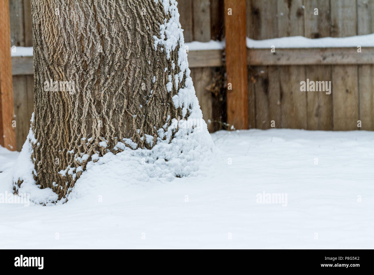 Wind and snow combined to cover the trunk of this tree Stock Photo - Alamy