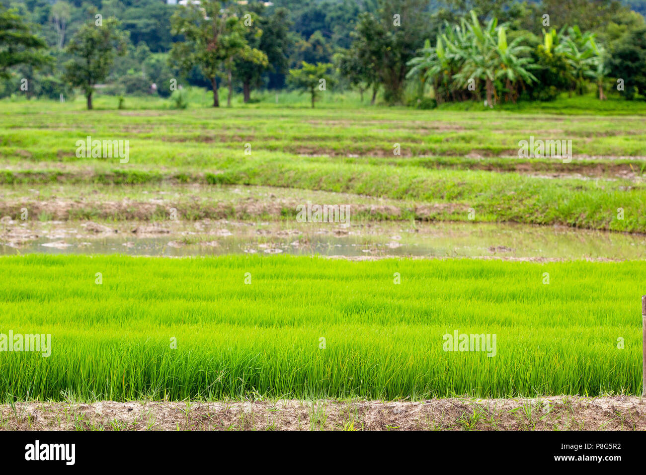 Paddy rice seedling in rice field growing. Rice paddy sapling Stock ...