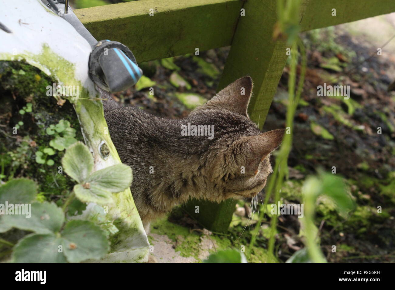 Cat hears hi-res stock photography and images - Alamy