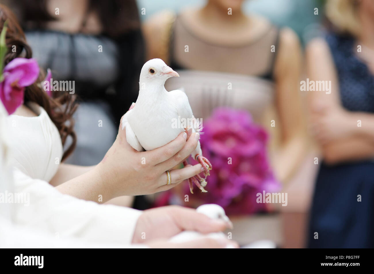 Wedding dove hi-res stock photography and images - Alamy