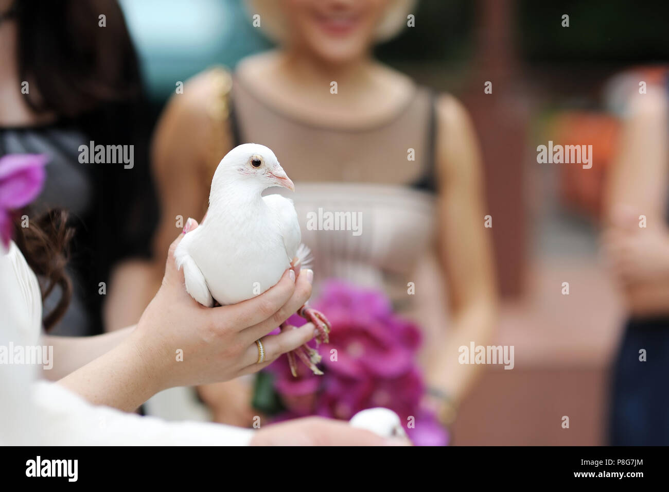 Wedding dove hi-res stock photography and images - Alamy