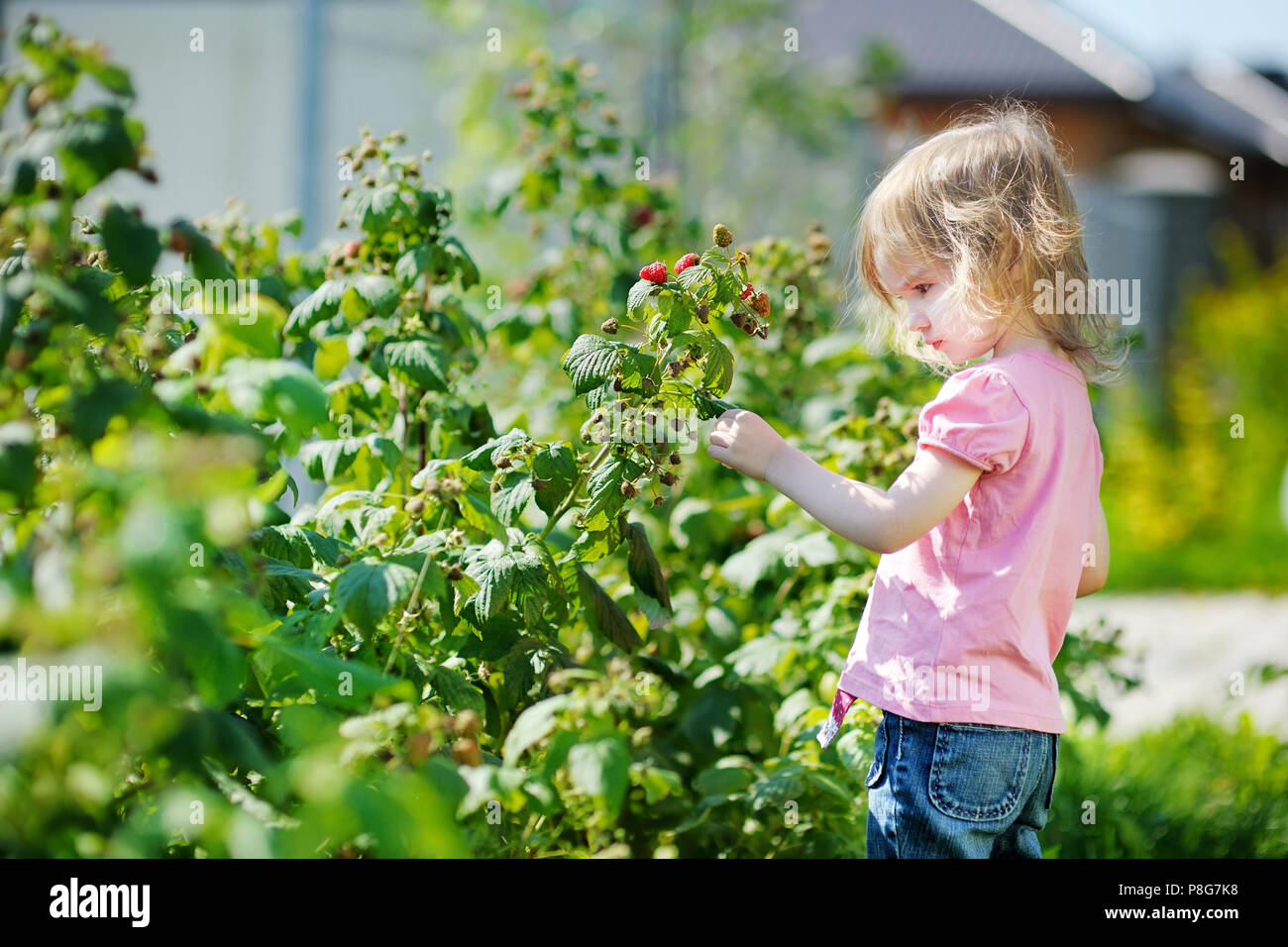 Adorable little girl picking raspberries in a garden Stock Photo - Alamy