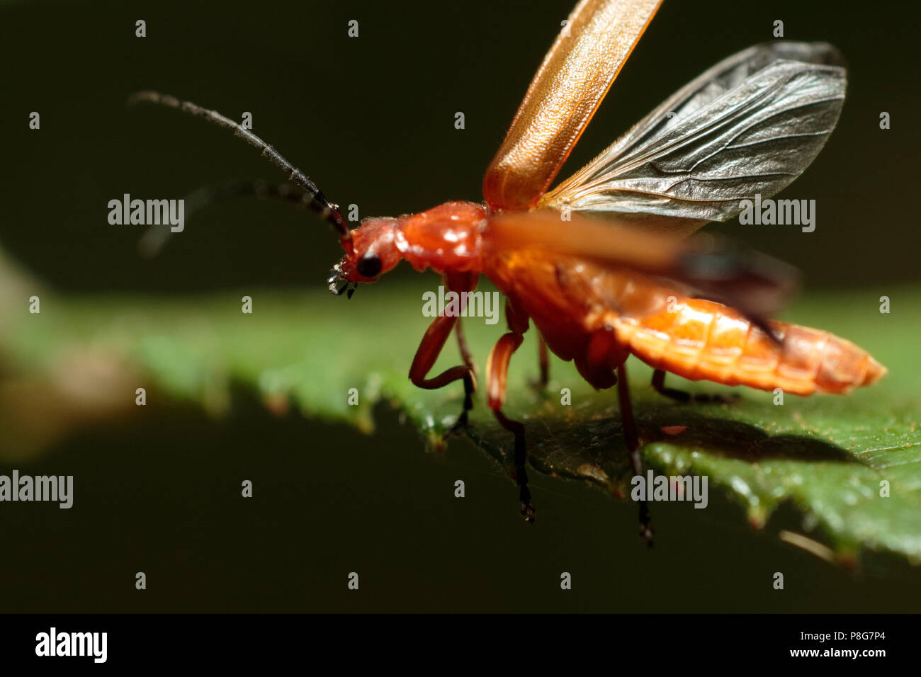 Beetle flight hi-res stock photography and images - Alamy