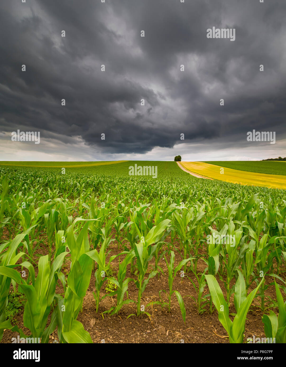 Dark field hi-res stock photography and images - Alamy