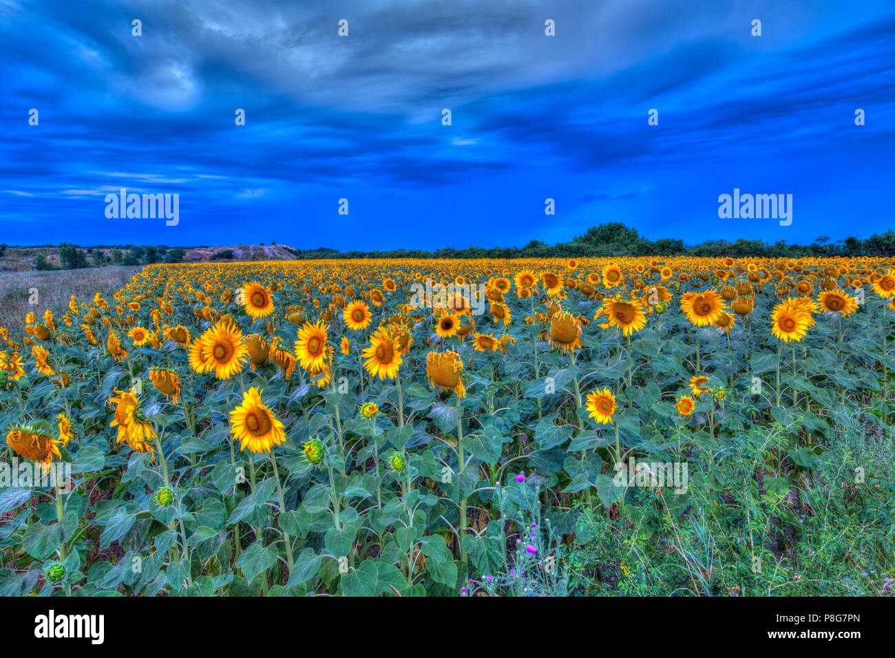 Hdr flower hi-res stock photography and images - Alamy