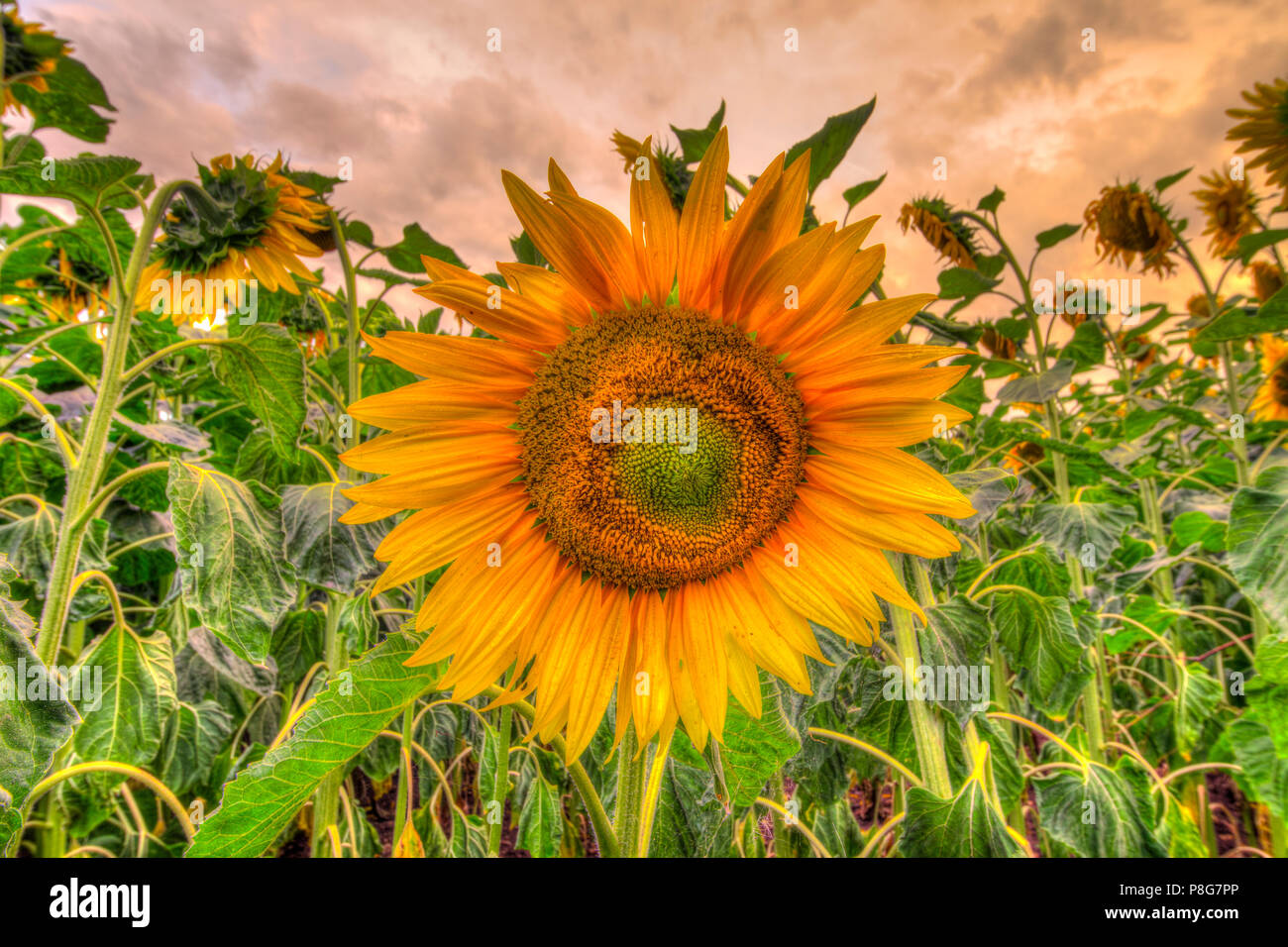 Hdr flower hi-res stock photography and images - Alamy
