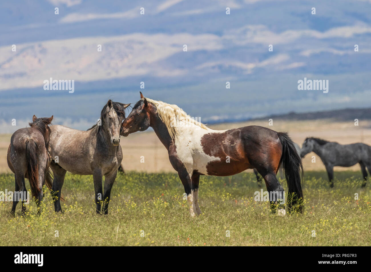 Wild horses in the Utah Desert Stock Photo - Alamy