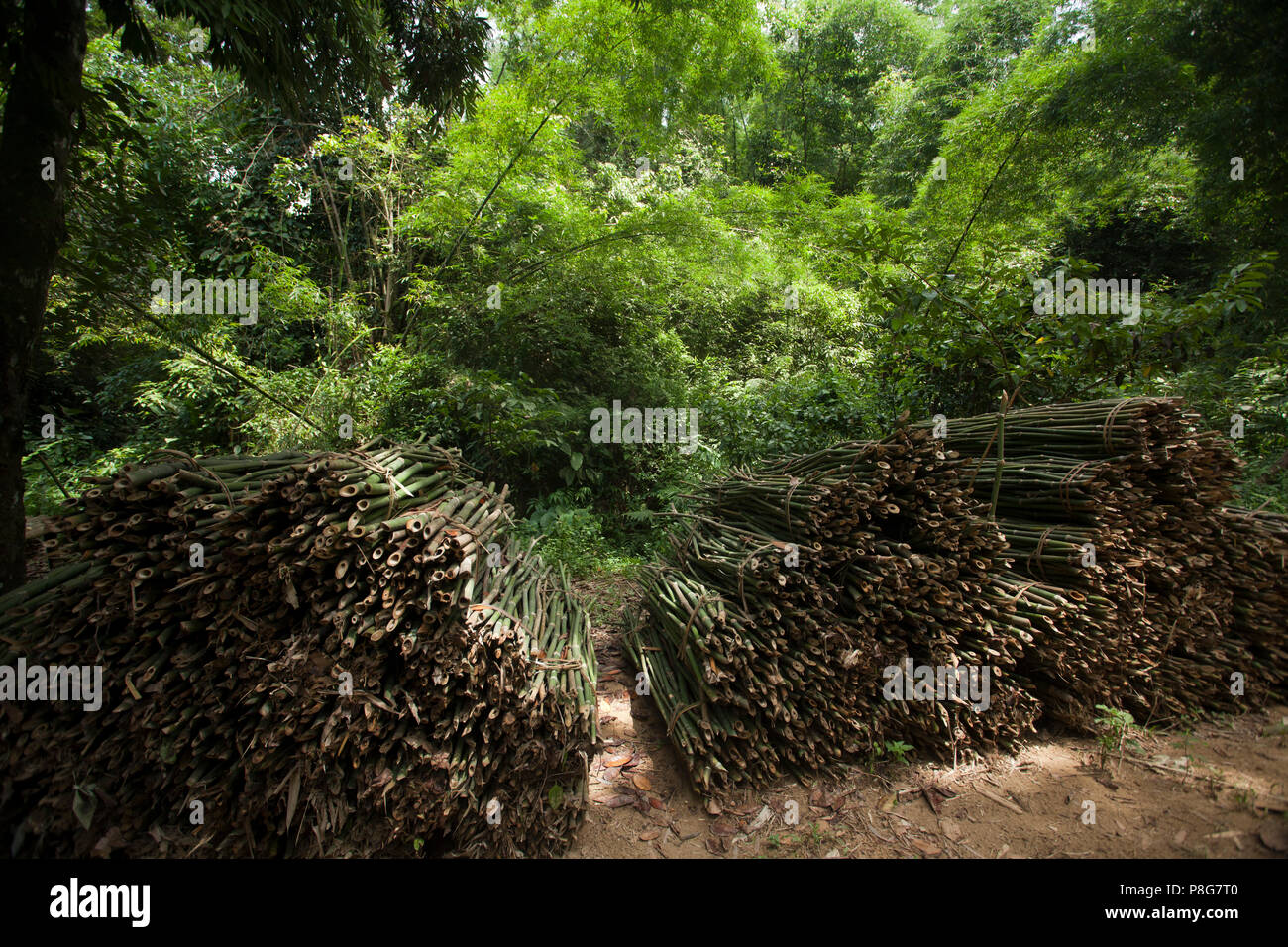 Khadimnagar National Park. Sylhet, Bangladesh Stock Photo - Alamy
