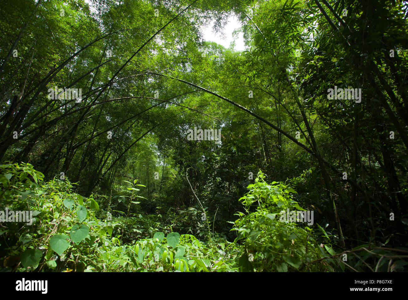 Khadimnagar national park hi-res stock photography and images - Alamy