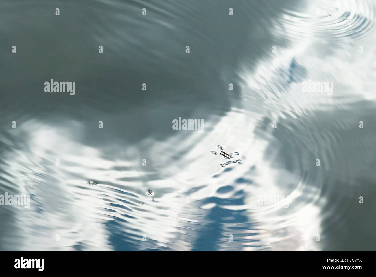 Water strider walking hi-res stock photography and images - Alamy