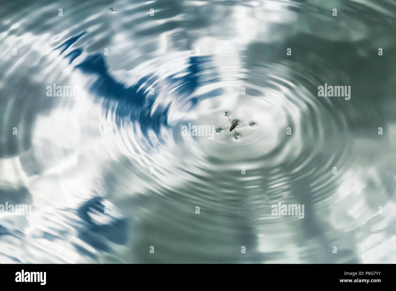 Water Strider Walking High Resolution Stock Photography and Images - Alamy