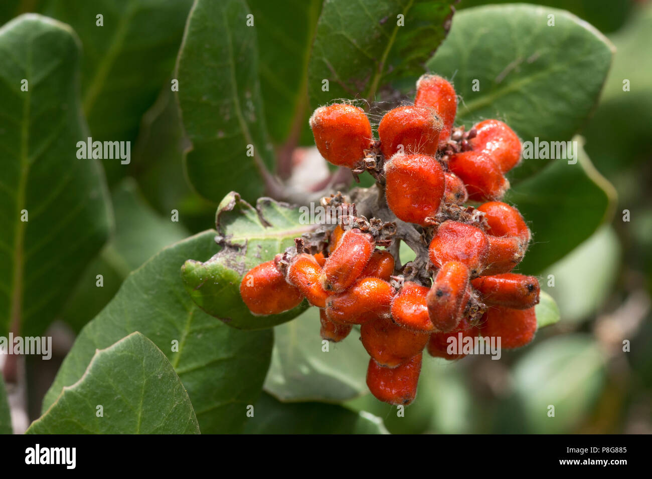 Rhus Trilobata Lemonade Berry Bush