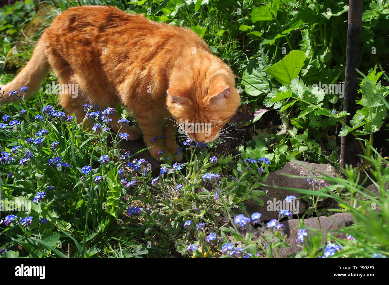 Ginger cat and forget-me-nots Stock Photo - Alamy