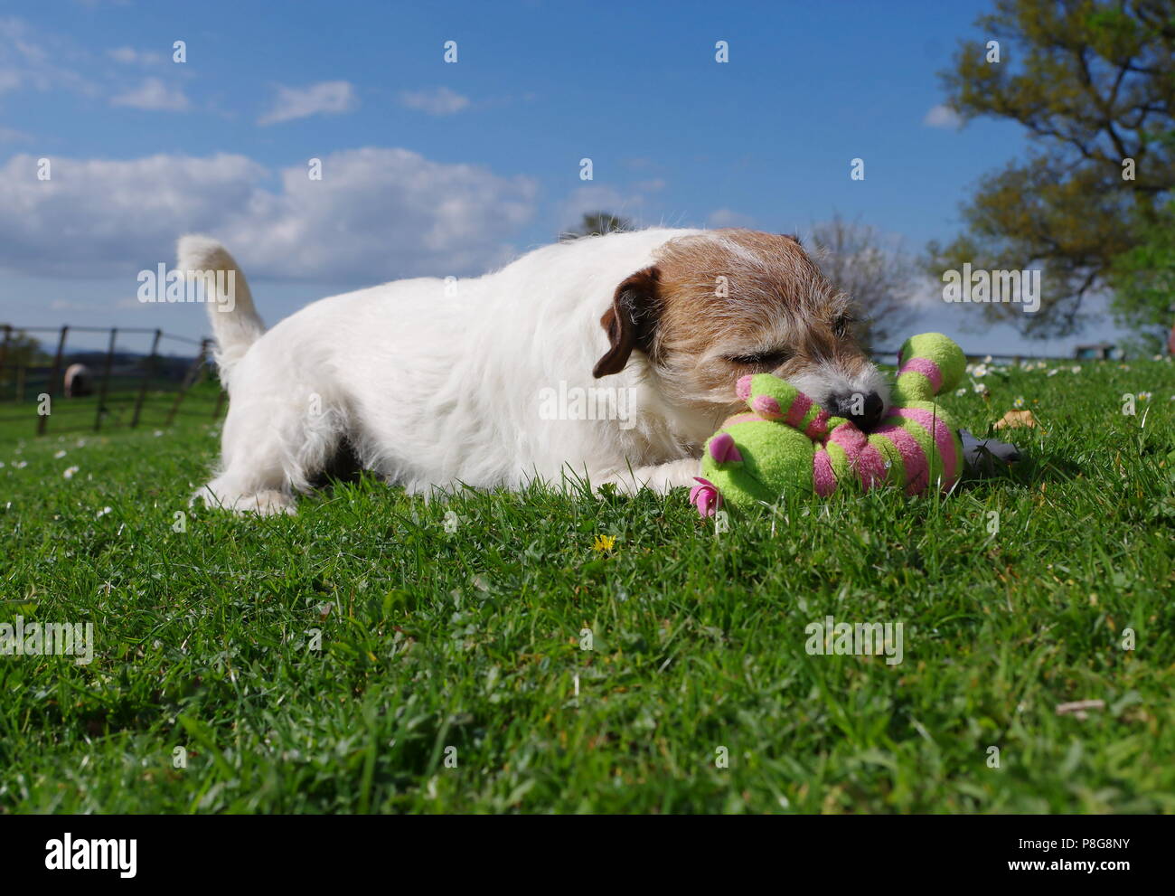 Jack Russell playing with toy Stock Photo - Alamy