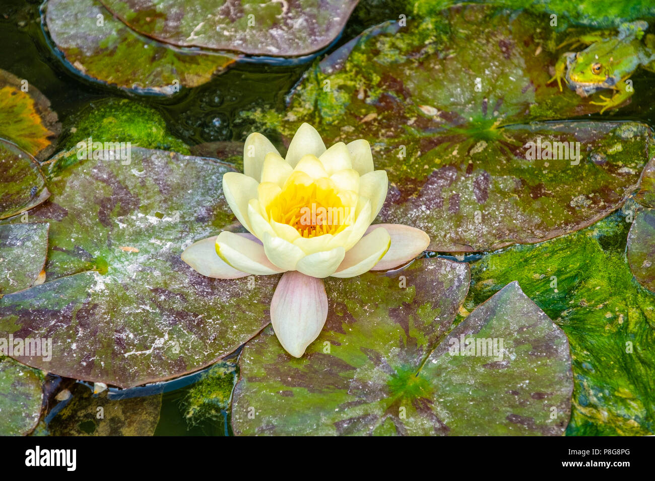 Torre de las Damas. Gardens, alberca & lotus flower. El Partal ...
