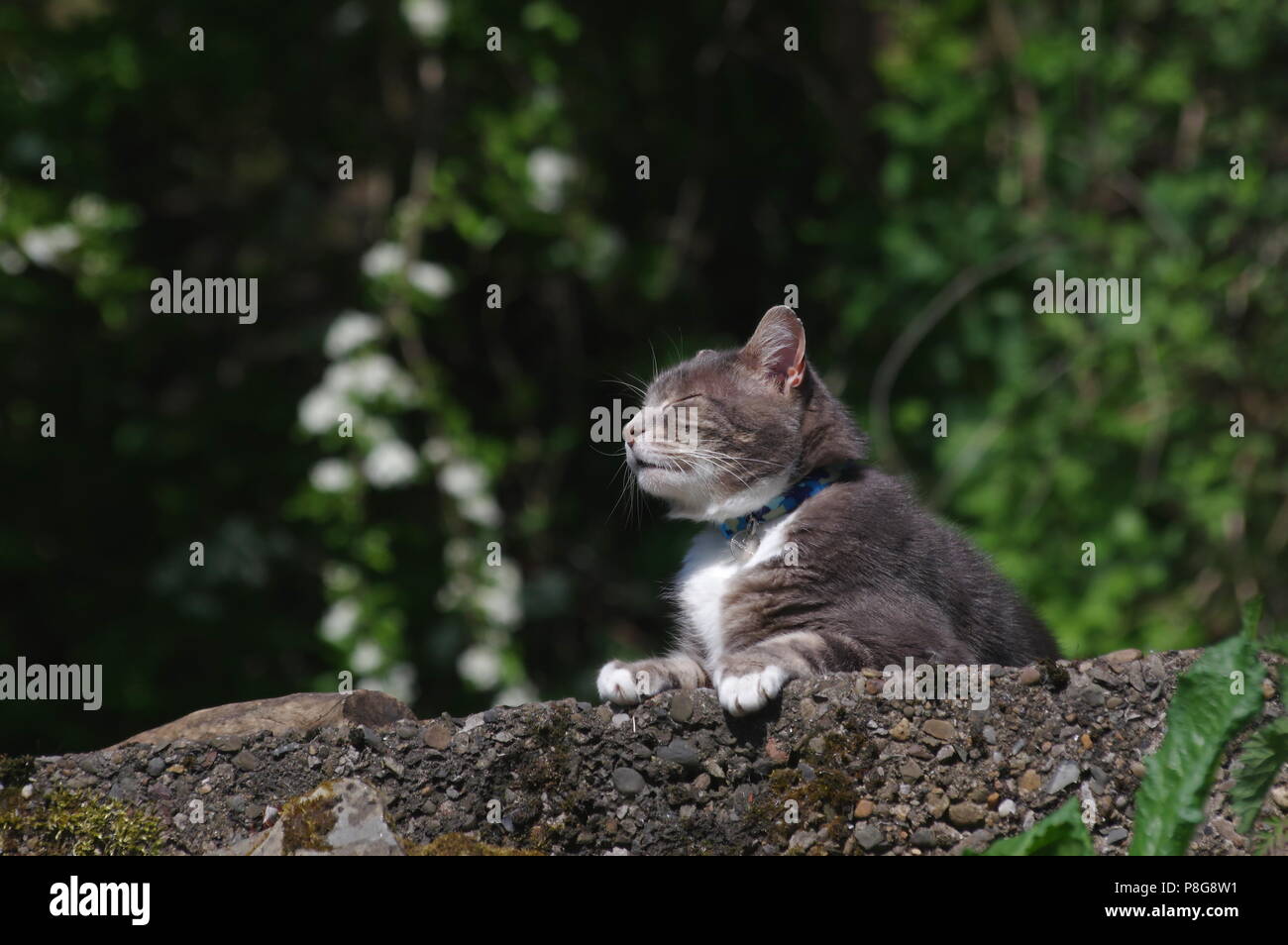 Sunbathing in garden hi-res stock photography and images - Alamy
