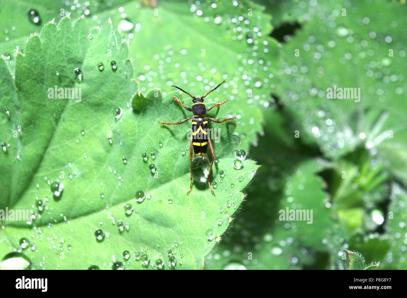 Wasp beetle carrying dew drop on lady's mantle Stock Photo - Alamy