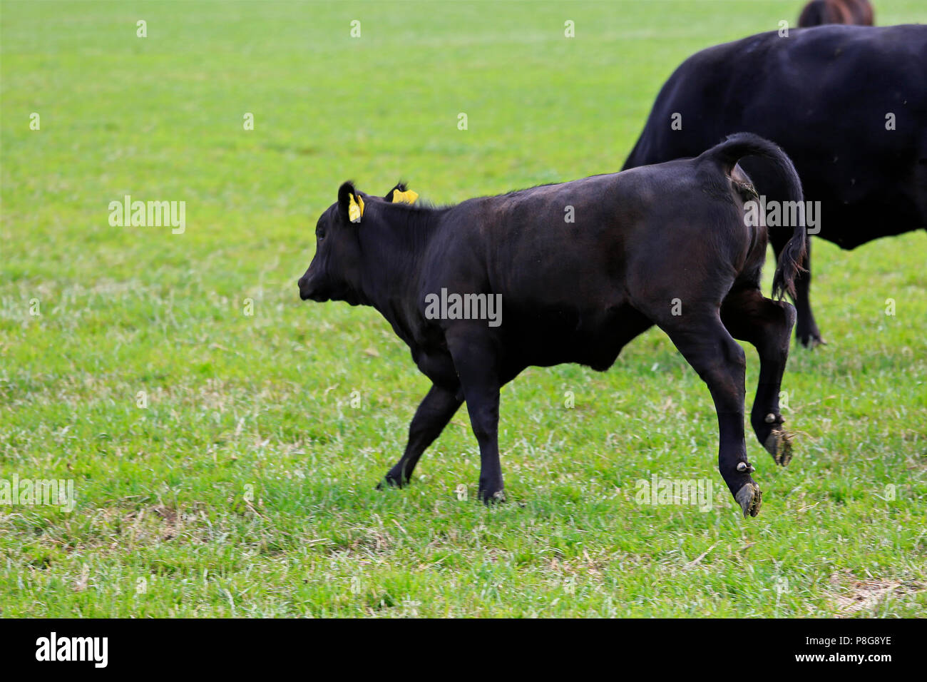 Young Aberdeen angus bull jumping on grassy field in summer, focus on ...