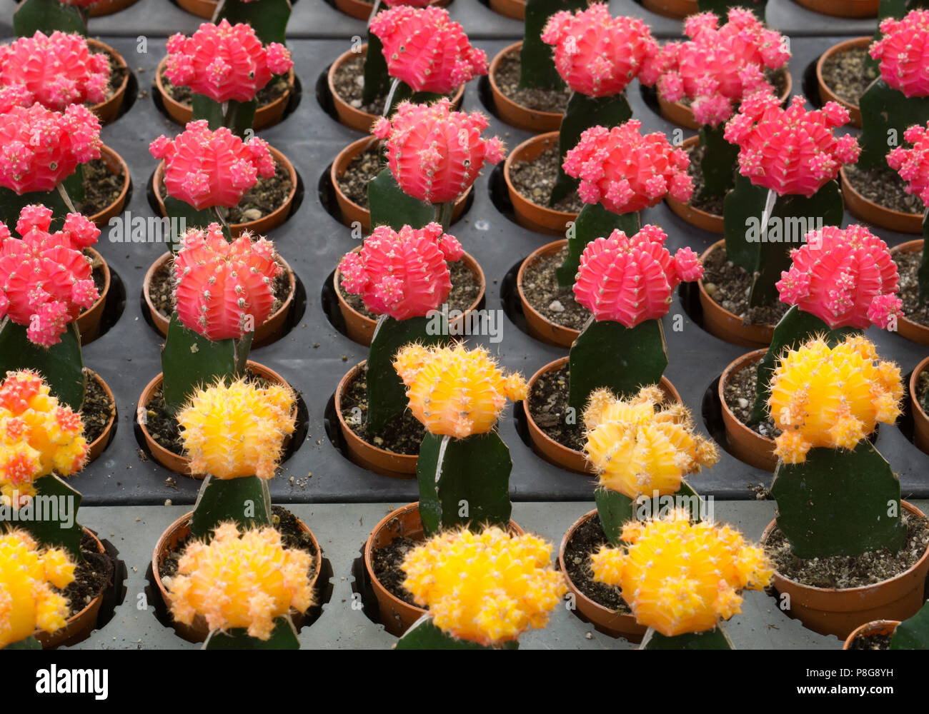 Red and yellow cactus flower desert plant Stock Photo - Alamy