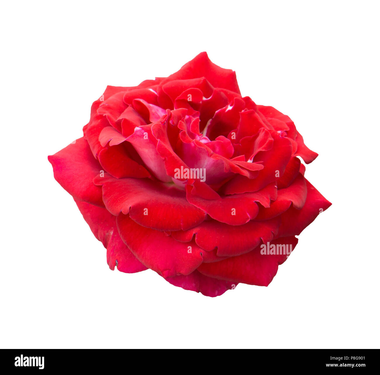 one red roses isolated on white background Stock Photo - Alamy
