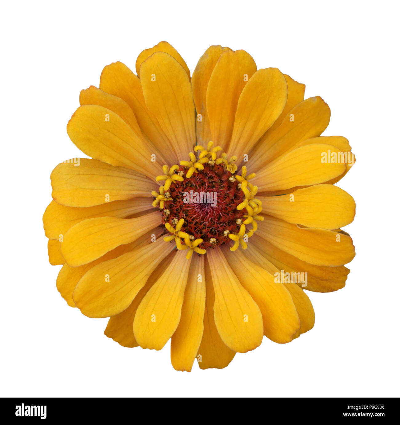 One Yellow flower isolated on white background Stock Photo - Alamy