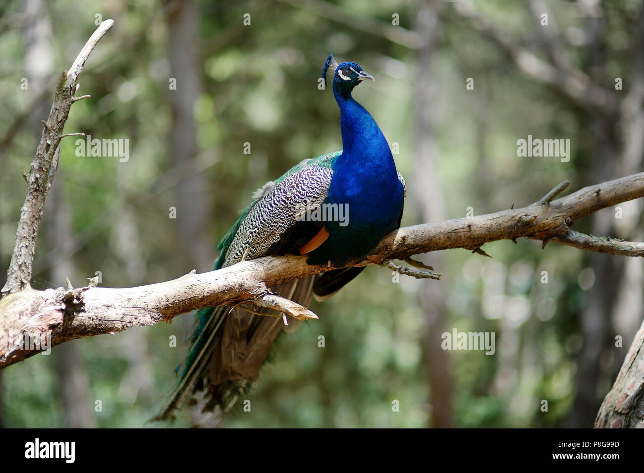 Peacock sitting on tree branch hi-res stock photography and images - Alamy