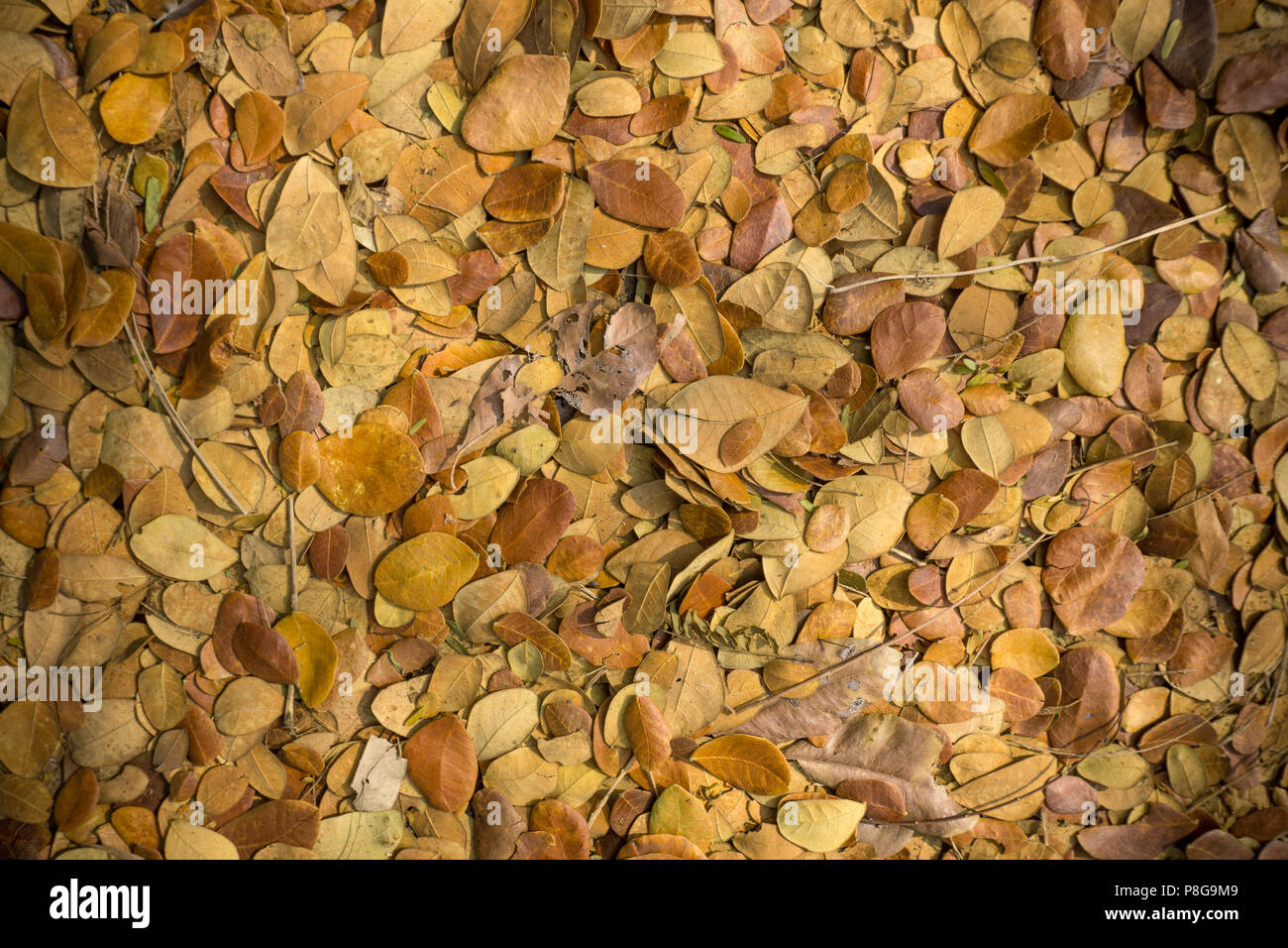 Dry leaves textures for your design backgrounds Stock Photo - Alamy