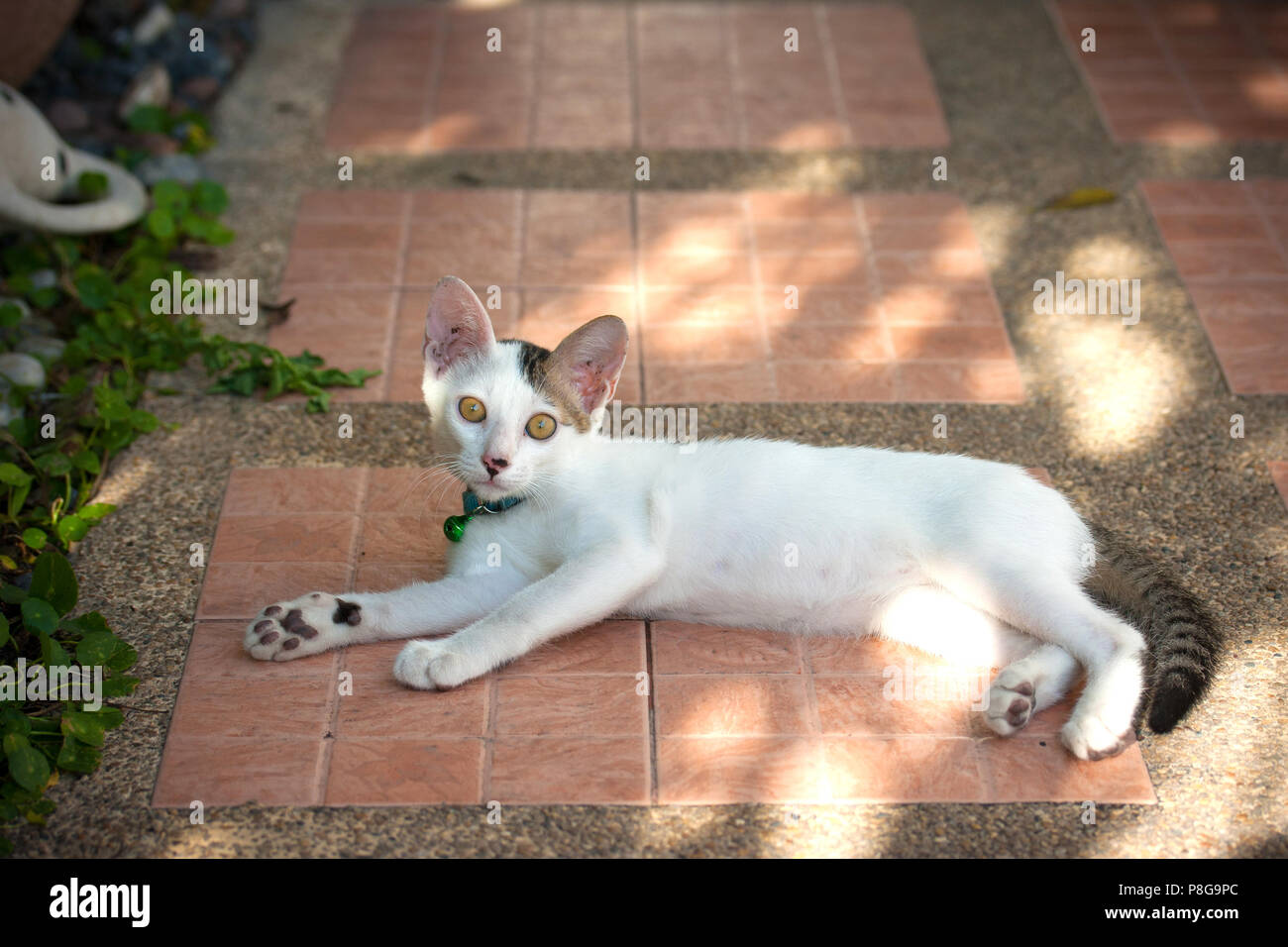 Pretty cat in sunlight Stock Photo - Alamy