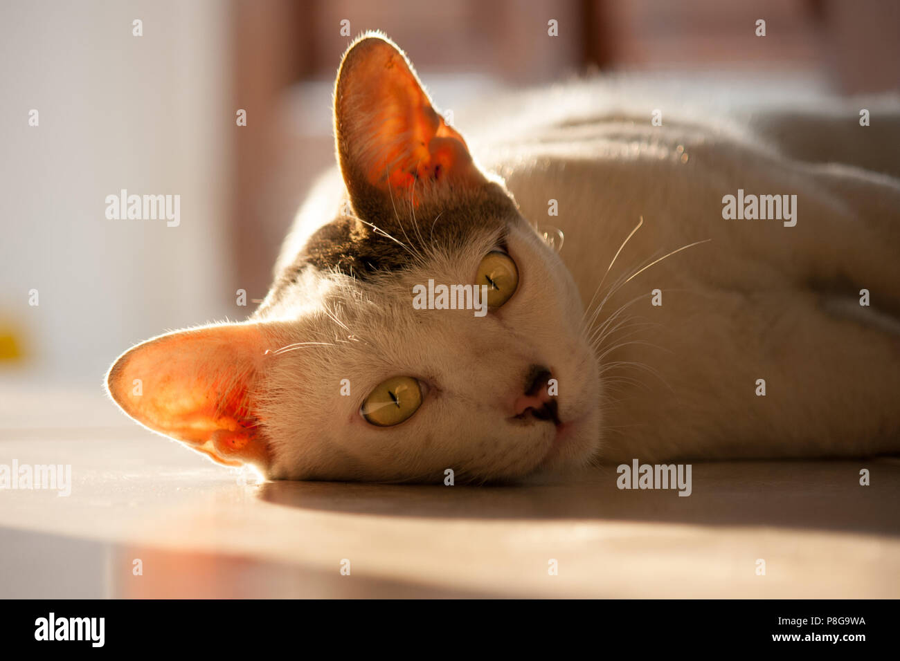 Pretty cat in sunlight Stock Photo - Alamy