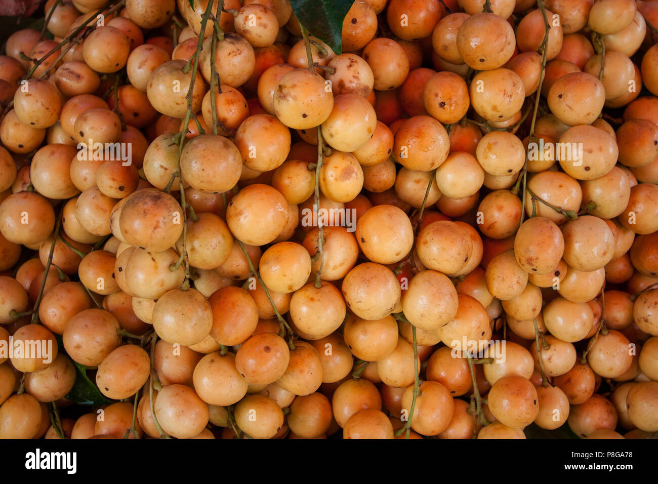 Burmese Grape Fruit High Resolution Stock Photography and Images - Alamy