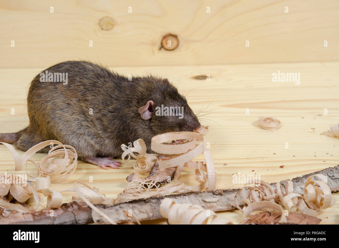 Eats bark hi-res stock photography and images - Alamy