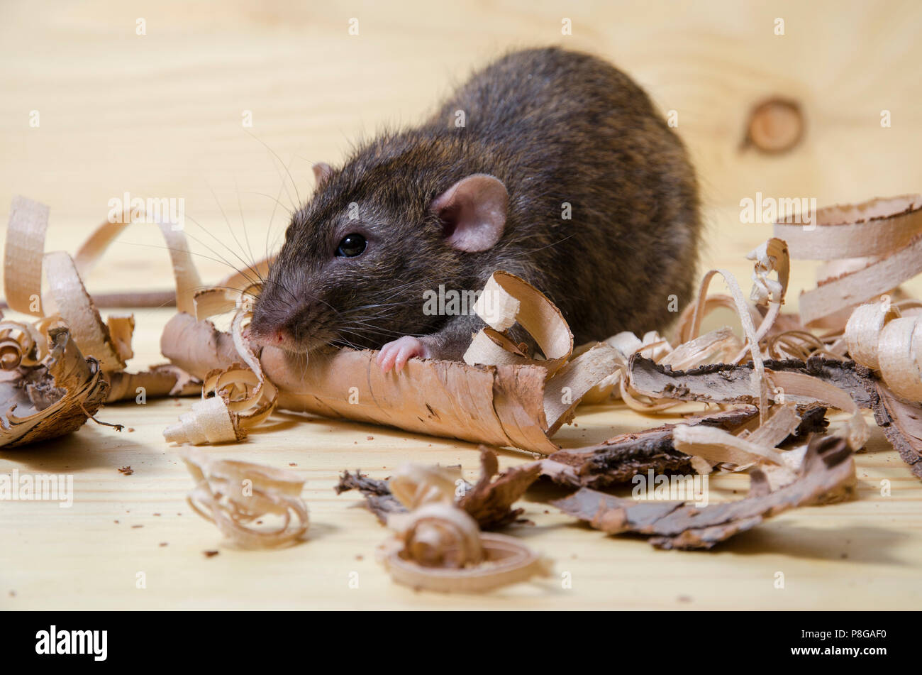 Eats bark hi-res stock photography and images - Alamy
