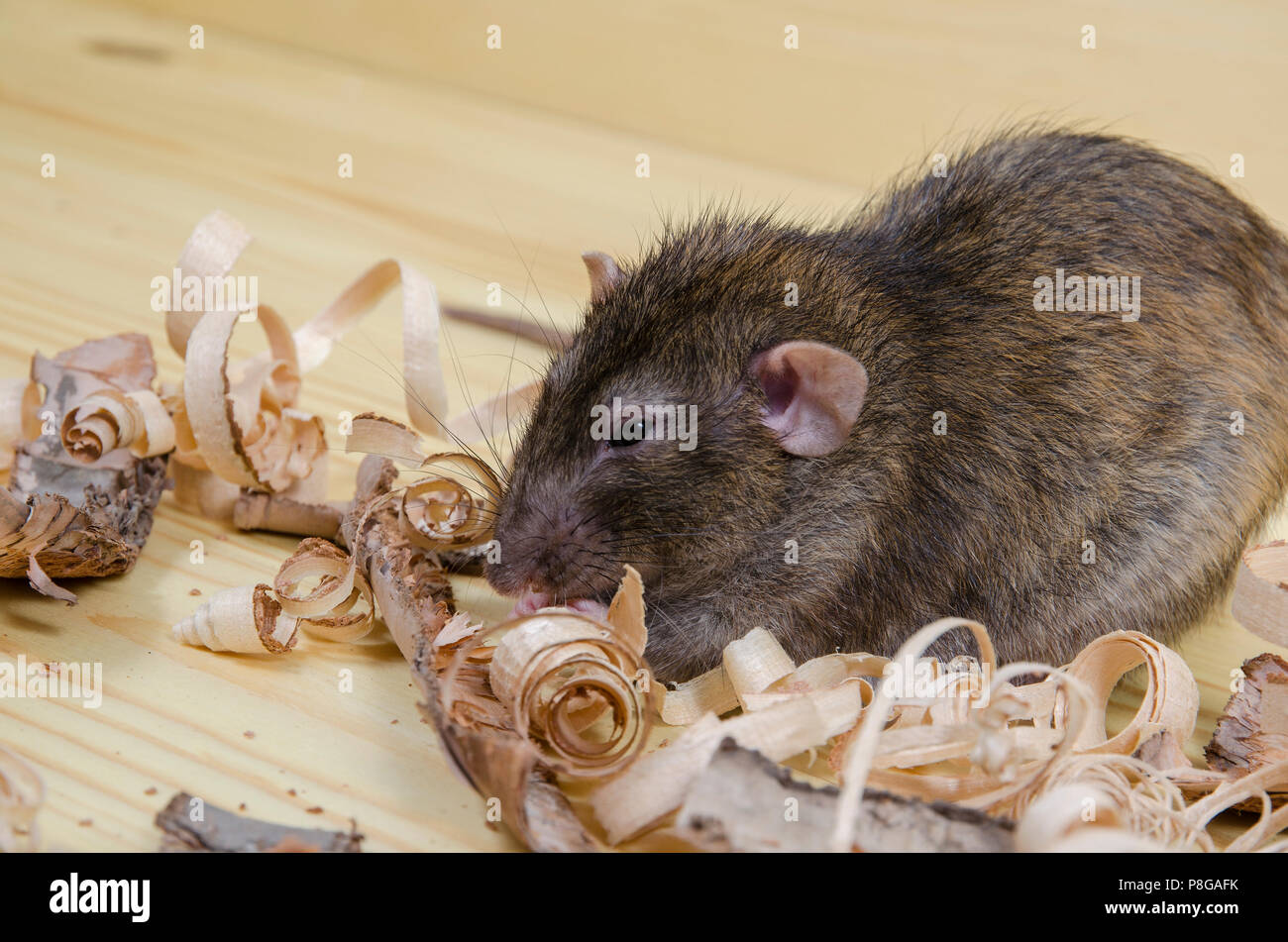 Eats bark hi-res stock photography and images - Alamy