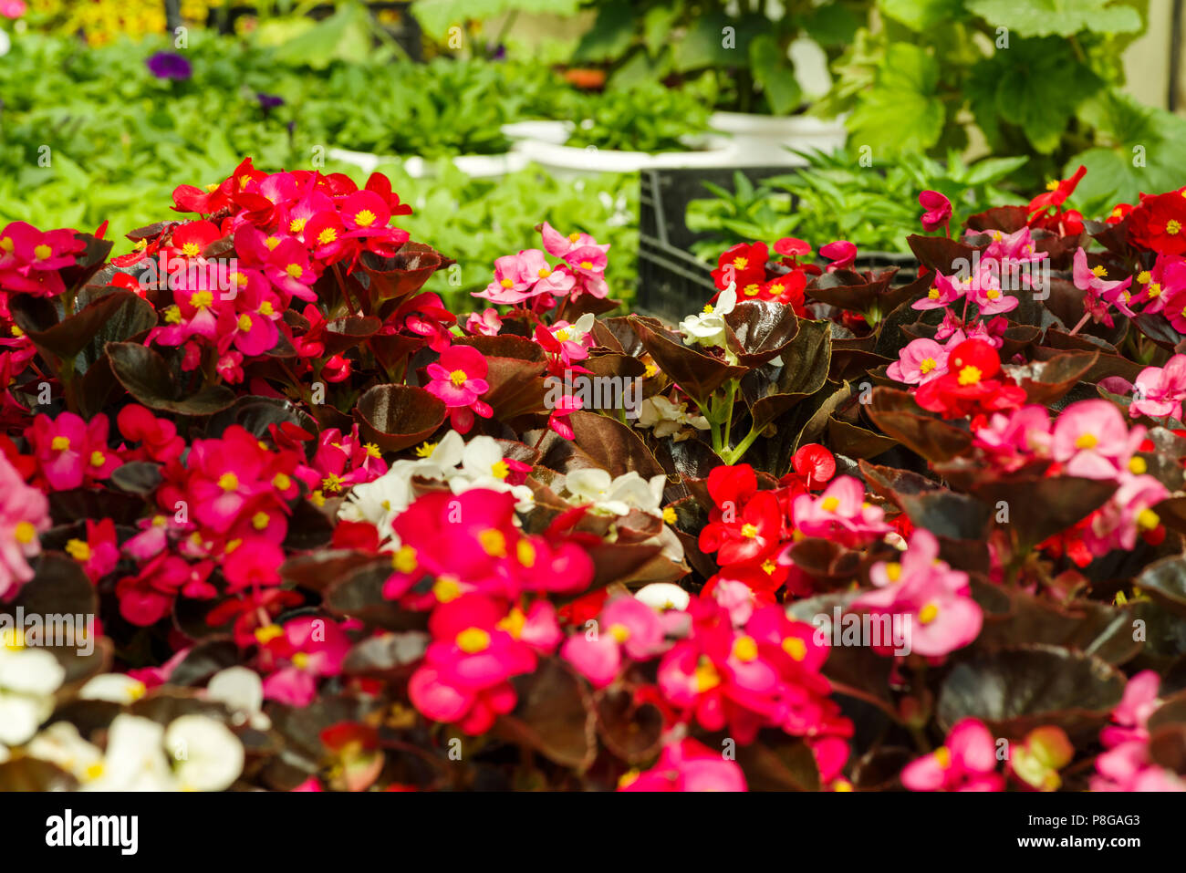 Star leaf begonia hi-res stock photography and images - Alamy