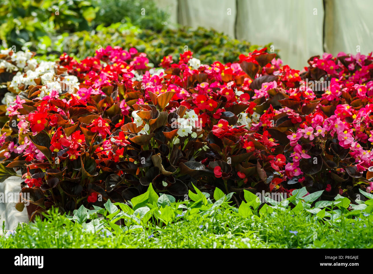 Star leaf begonia hi-res stock photography and images - Alamy