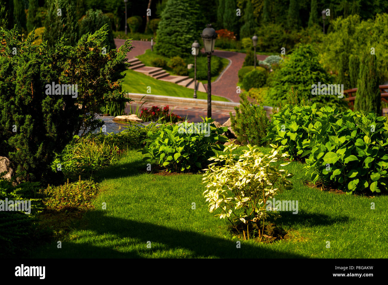 Shrubs in landscape design Stock Photo - Alamy
