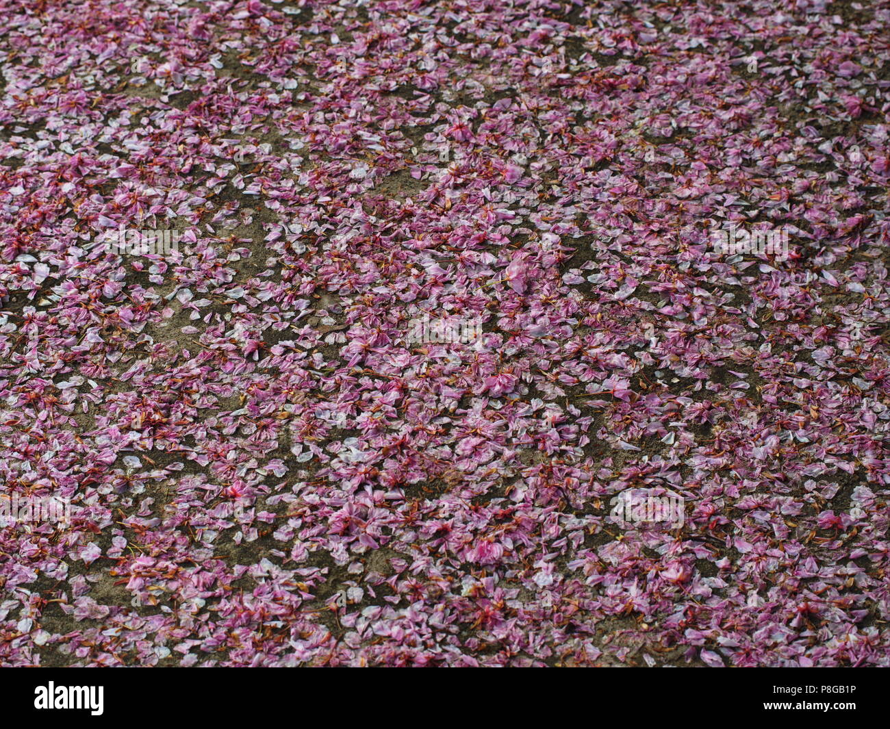 Pink fruit flower leaves falling down pattern Stock Photo - Alamy