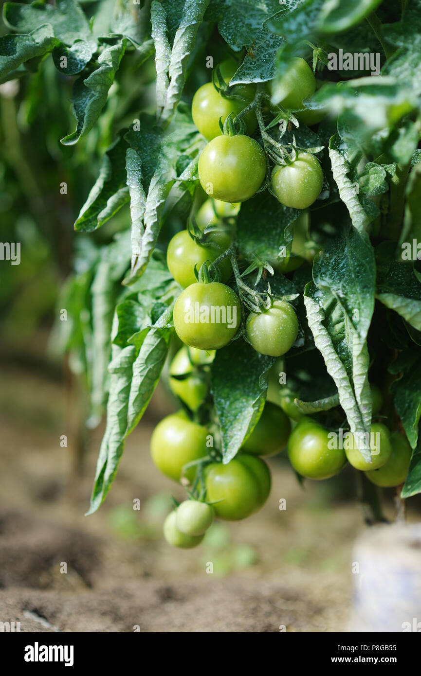 Tomato plant sprayed with protective mixture against infections Stock ...