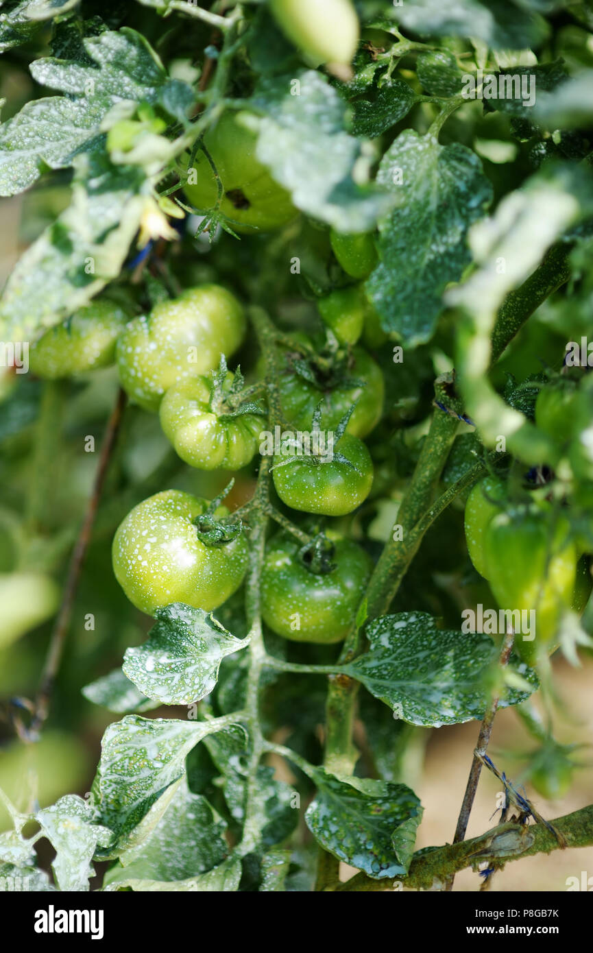 Tomato plant sprayed with protective mixture against infections Stock ...