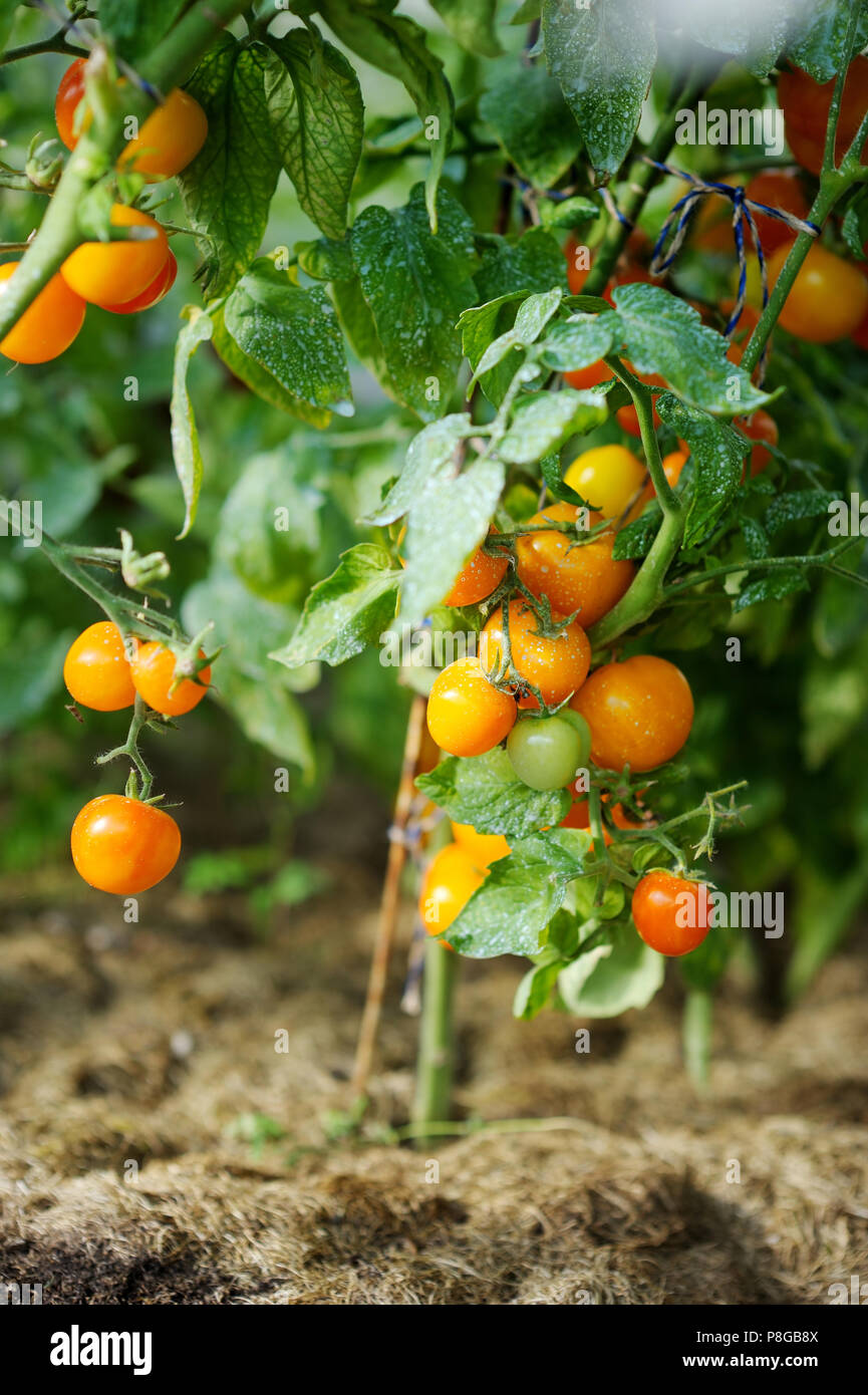 Tomato plant sprayed with protective mixture against infections Stock ...