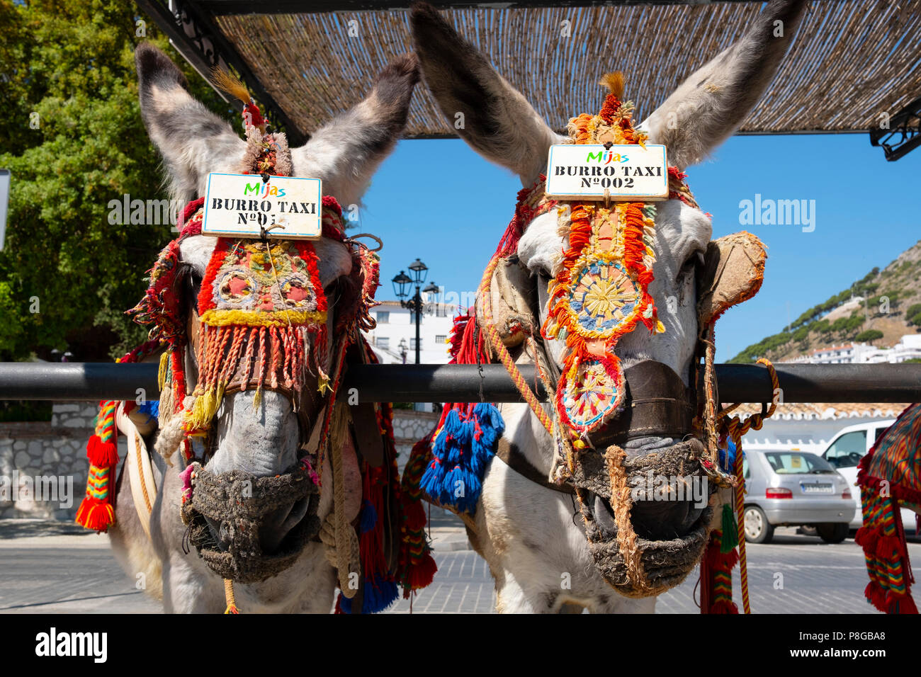 Donkey Taxis. Typical burro taxi, white village Mijas. Málaga province ...