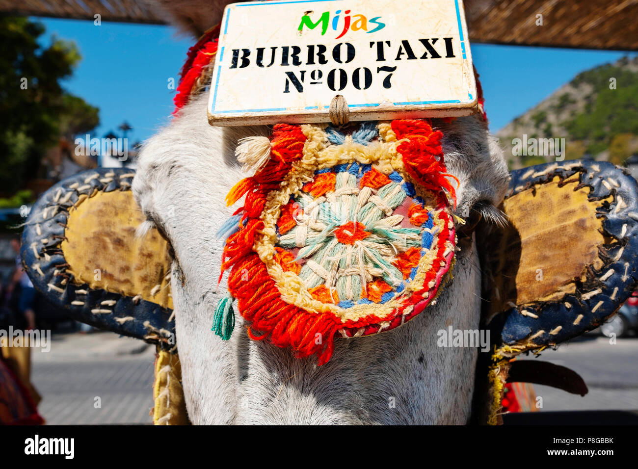 Burro blanco animal hi-res stock photography and images - Alamy