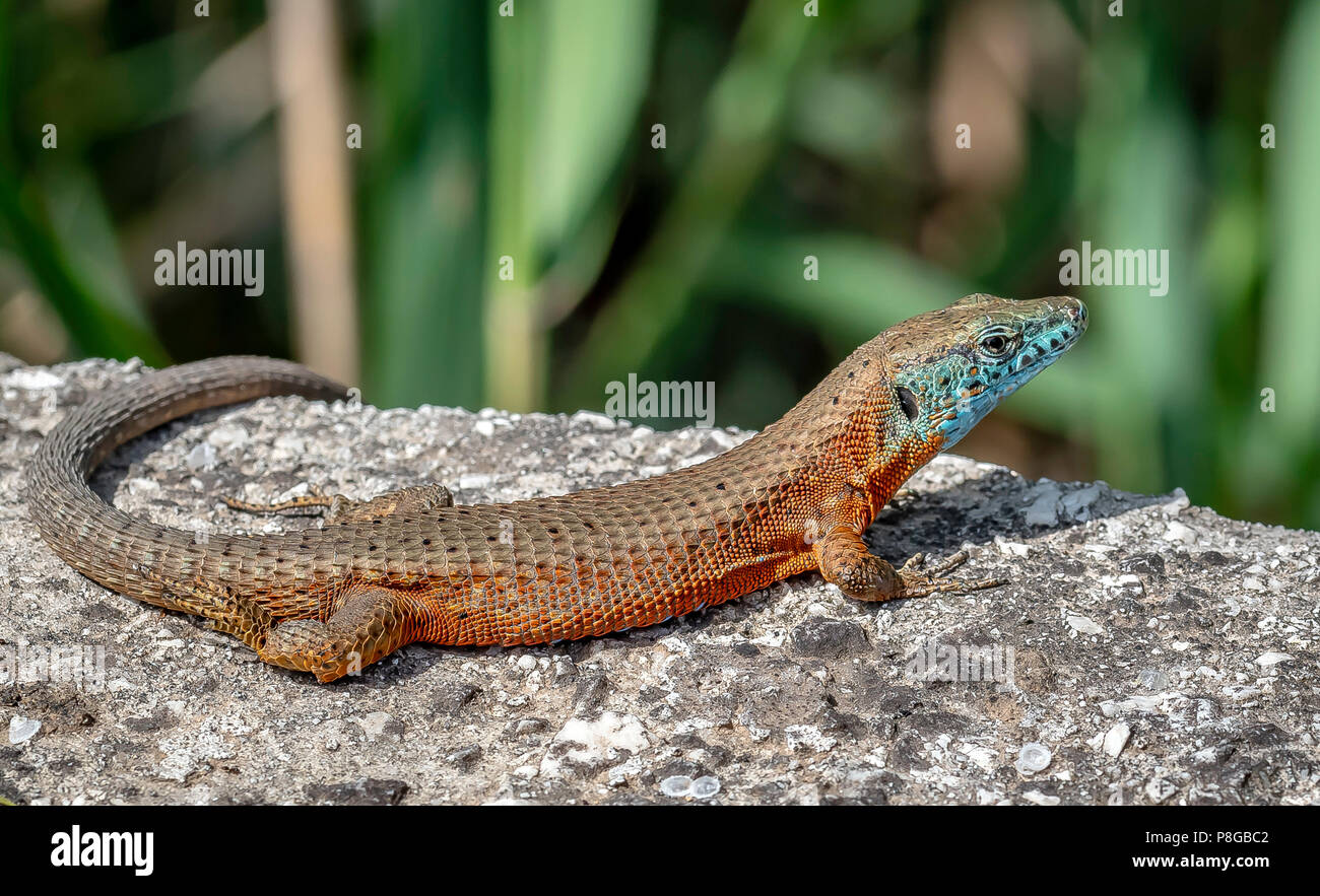 Blue headed Lizard takes the morning sun on a wall in Corfu Stock Photo ...