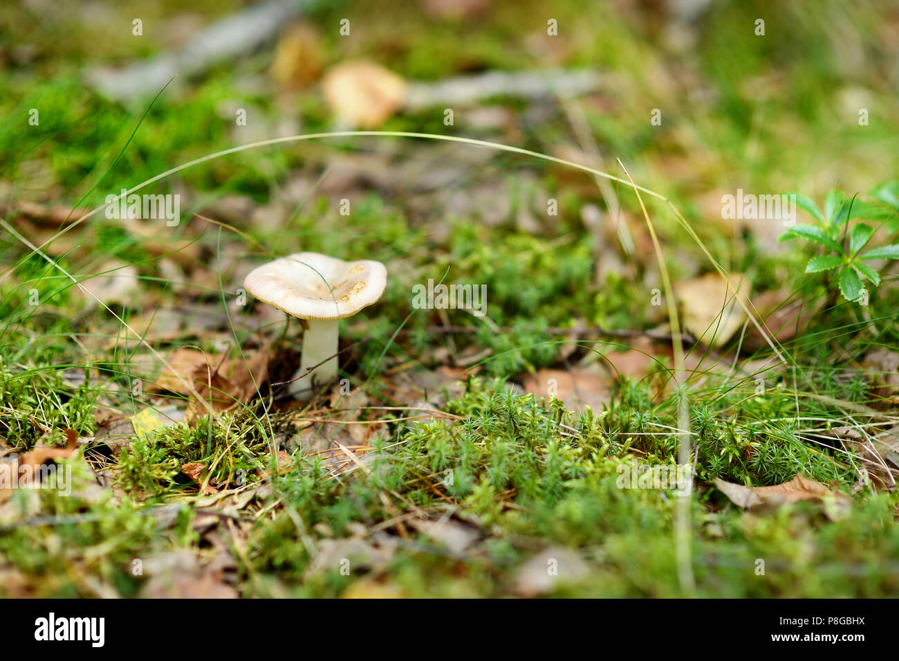 Russule edible mushroom growing in a woods Stock Photo - Alamy