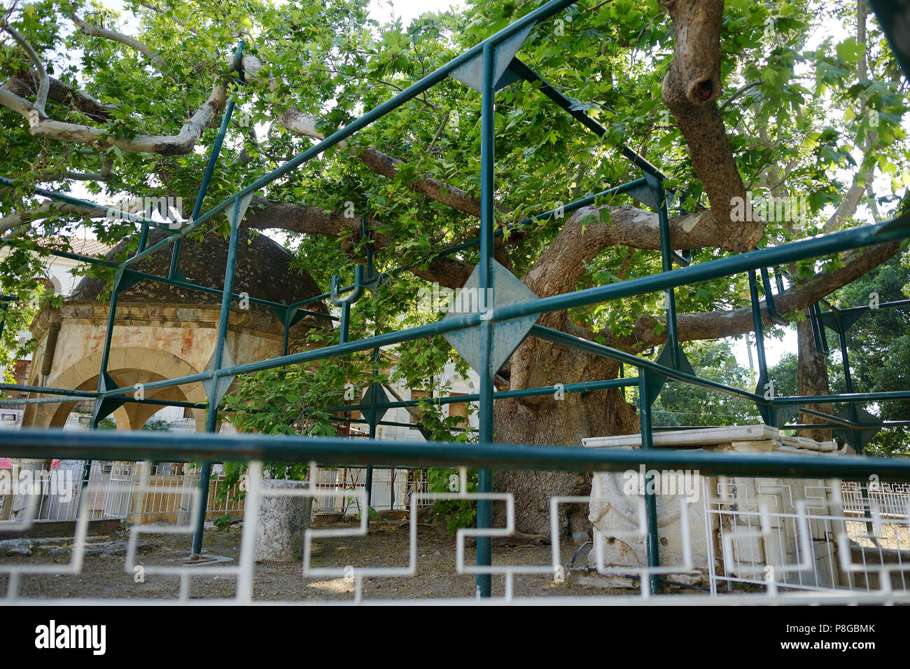 Plane Tree of Hippocrates in Kos town. Greece Stock Photo - Alamy