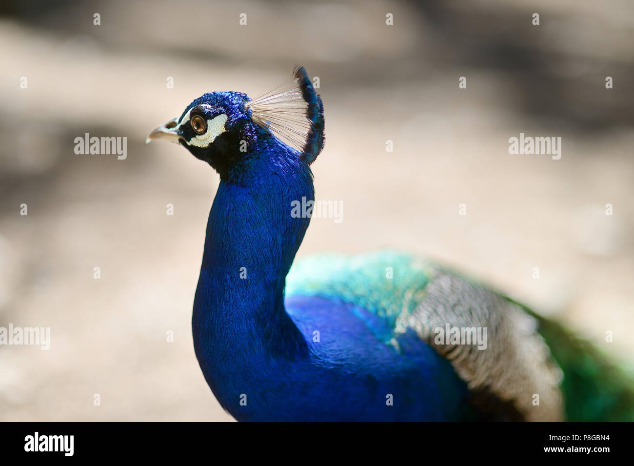 Beautiful peacock in the woods Stock Photo - Alamy