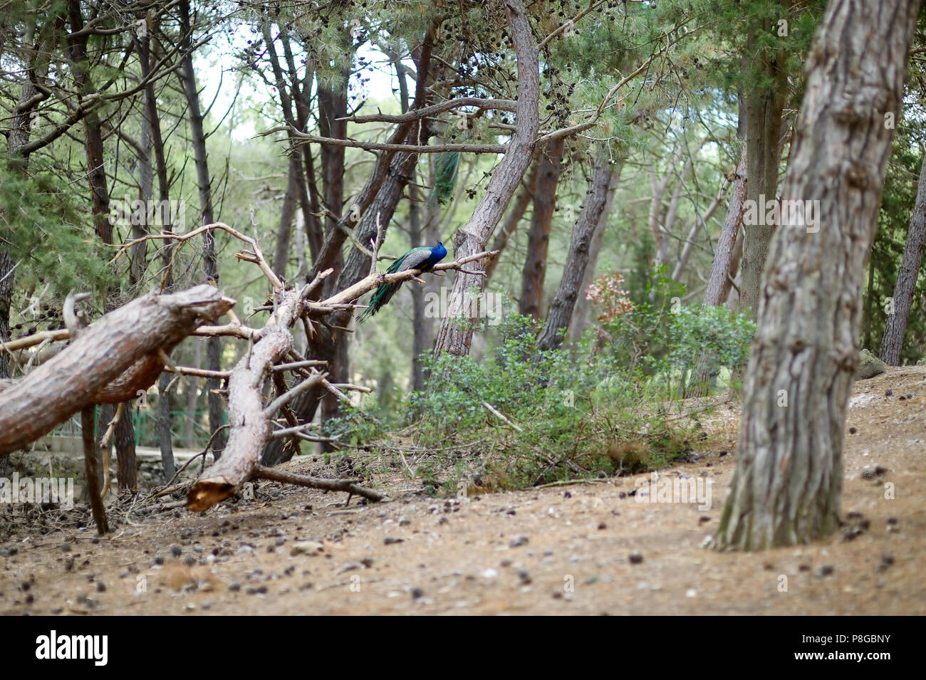 Peacock sitting on a tree branch in Plaka forest on Kos Stock Photo - Alamy