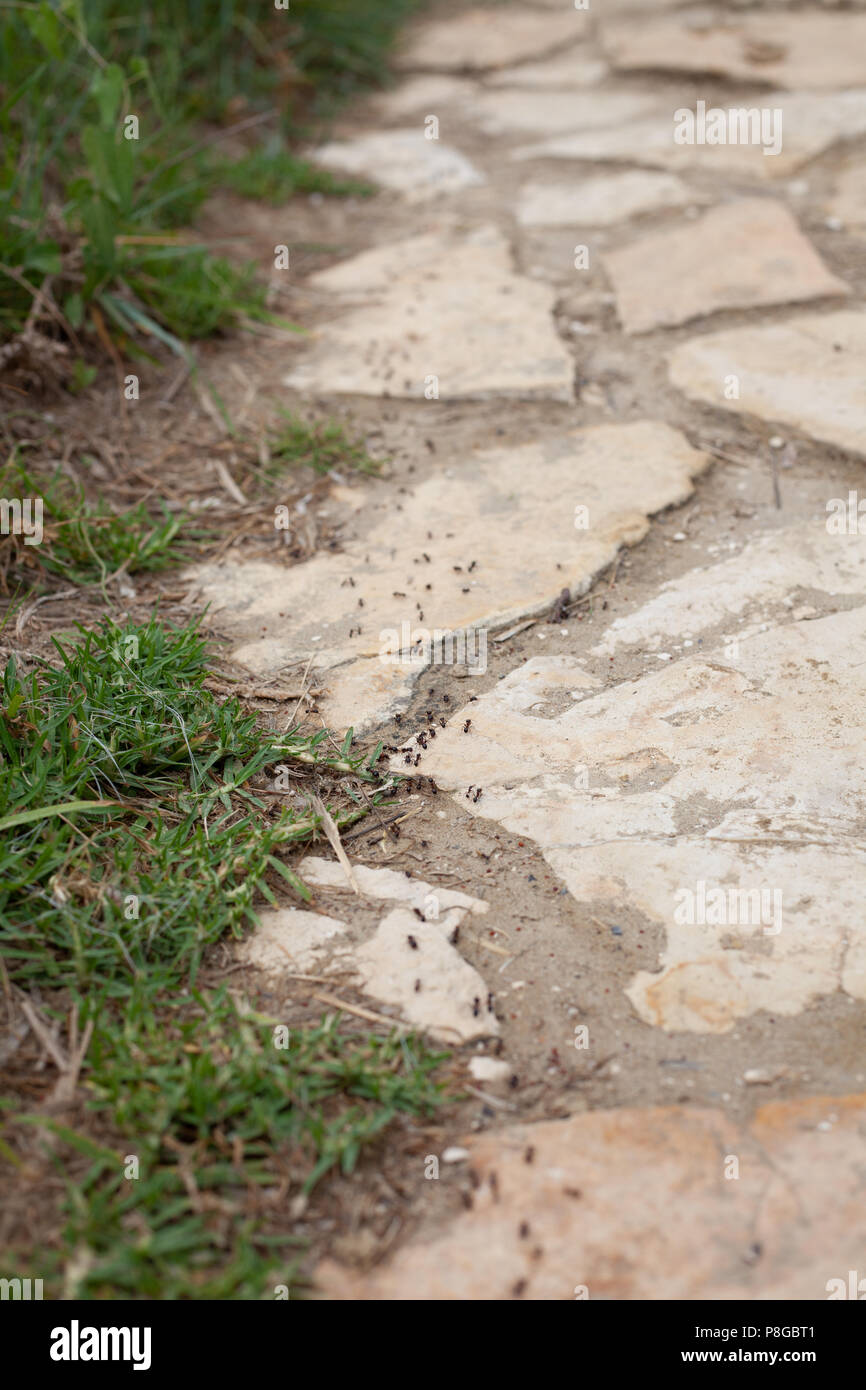 Path of Ants following each other in their way to the Colony, Dusty ...