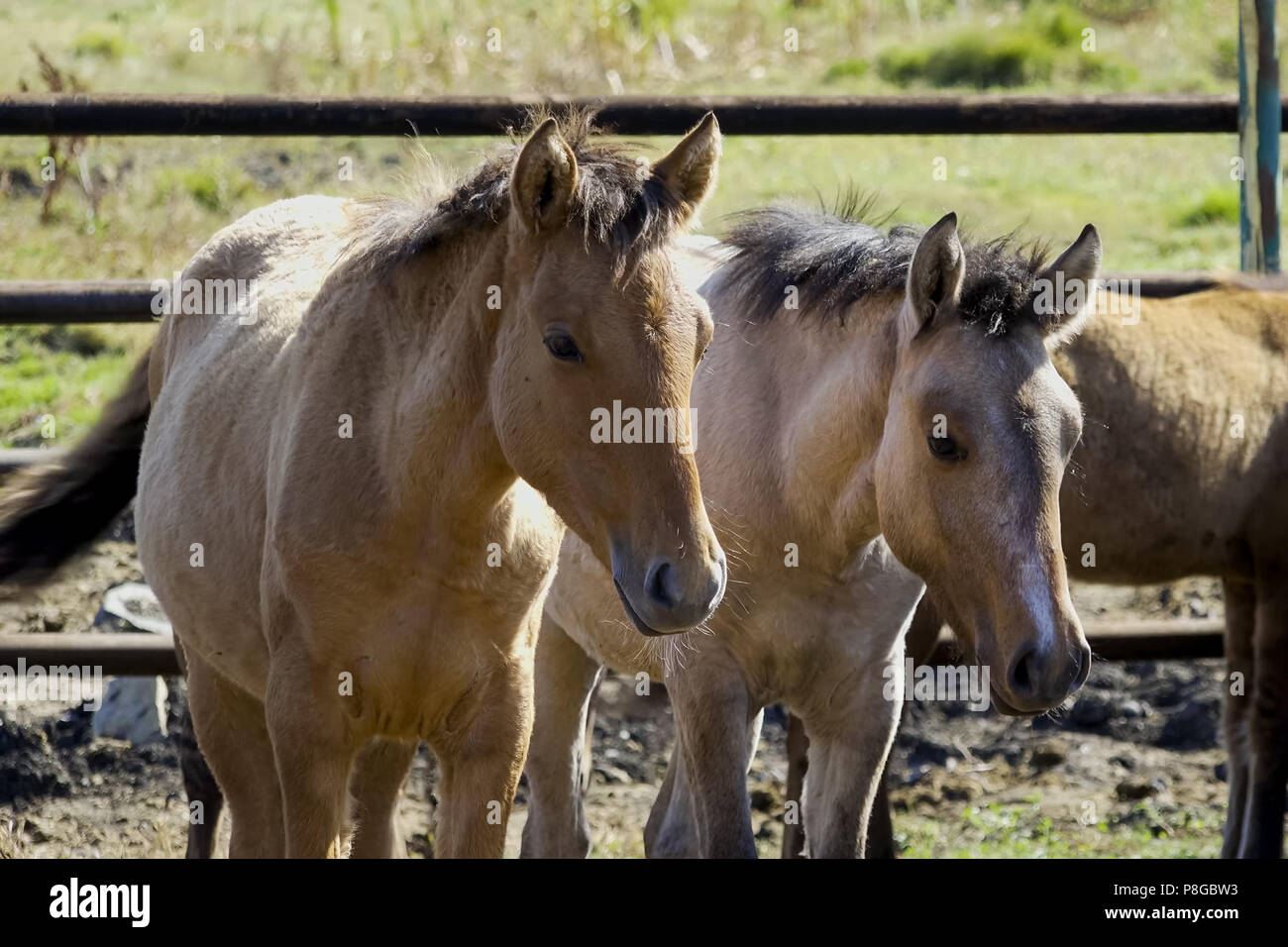Horses in a pen hi-res stock photography and images - Alamy